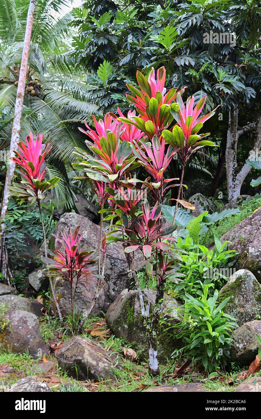 Colorful macro shots of flowers on the Seychelles island Stock Photo ...