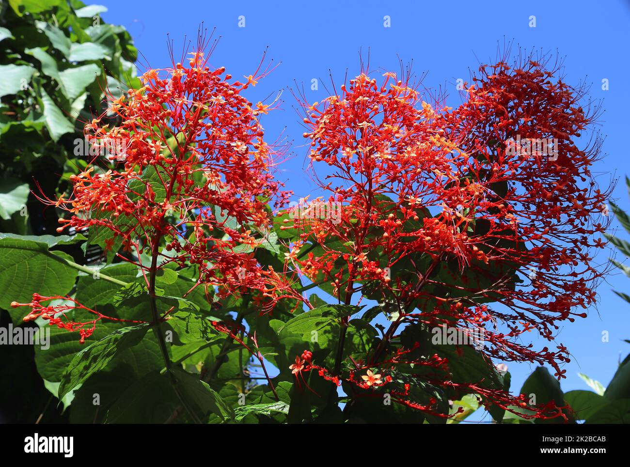 Colorful macro shots of flowers on the Seychelles island Stock Photo ...