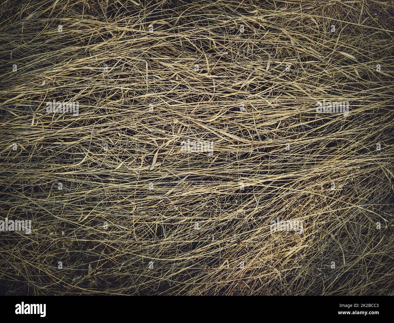 Dry grass texture. Withered wild plants and herb in the field, natural ...