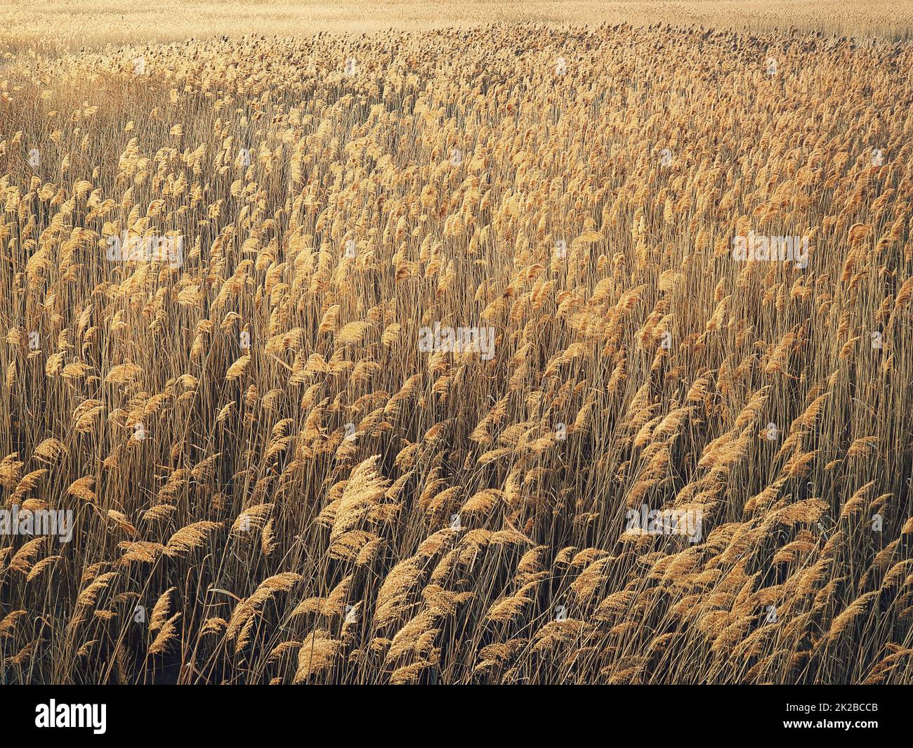 Dry reed texture in the sunset light. Parched wild bulrush plants ...