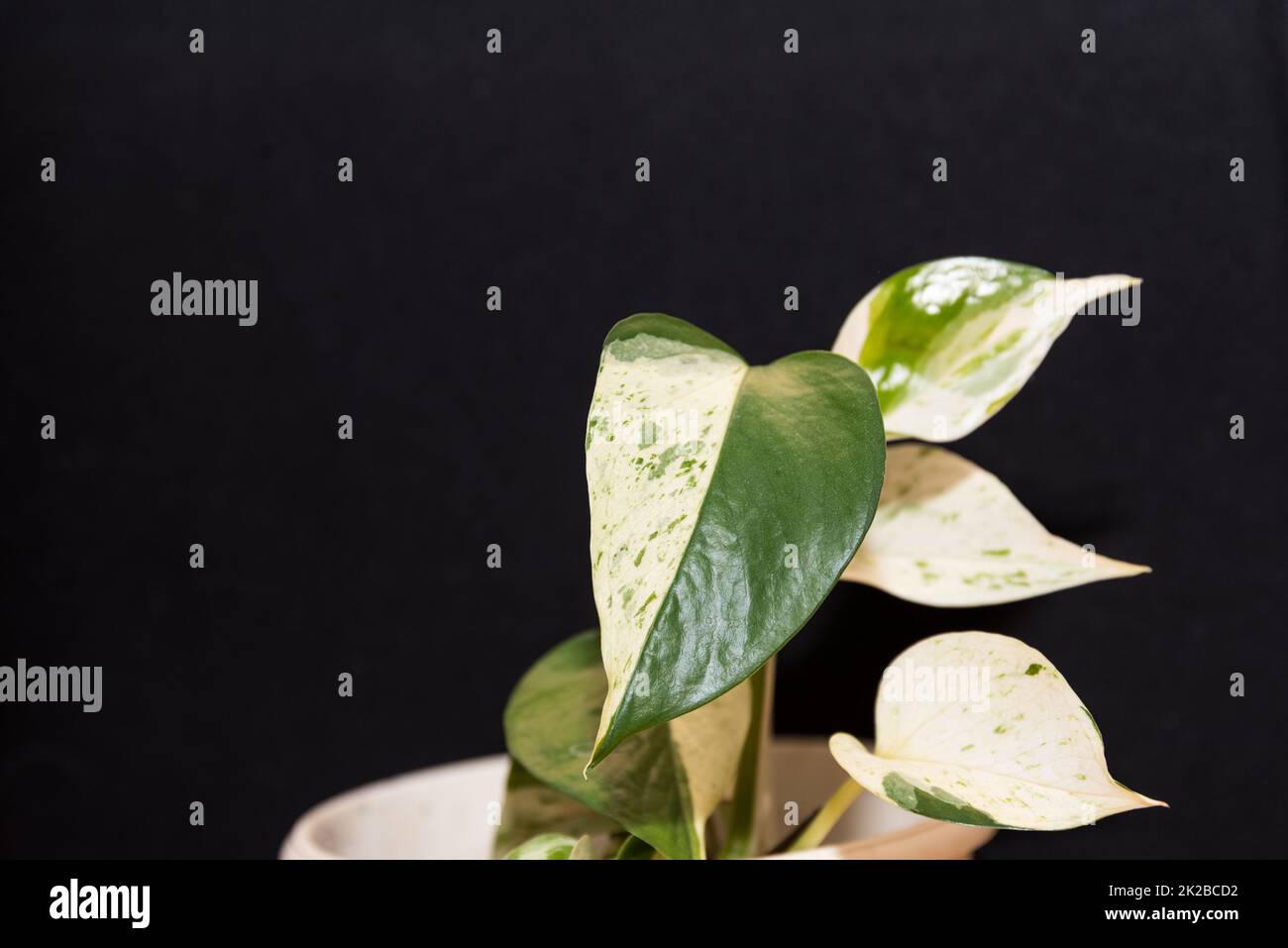 Gold ivy golden ivy leaf hi-res stock photography and images - Alamy