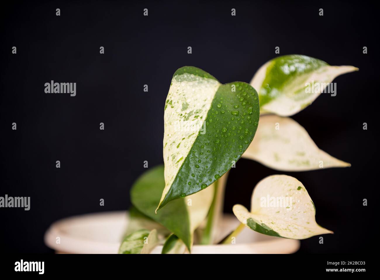 Gold ivy golden ivy leaf hi-res stock photography and images - Alamy