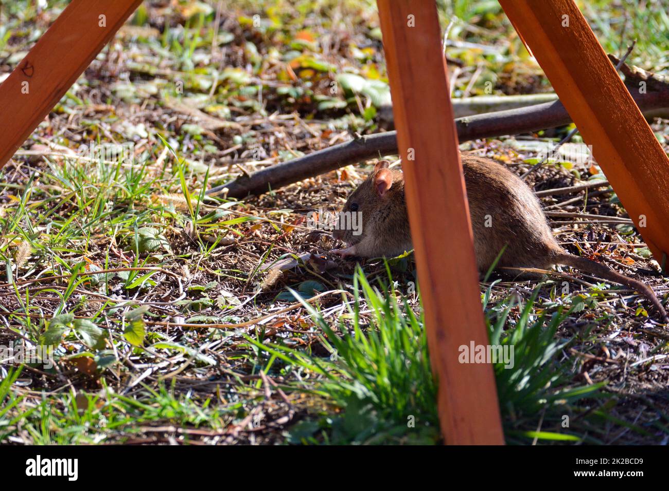 Day of the rat hi-res stock photography and images - Alamy