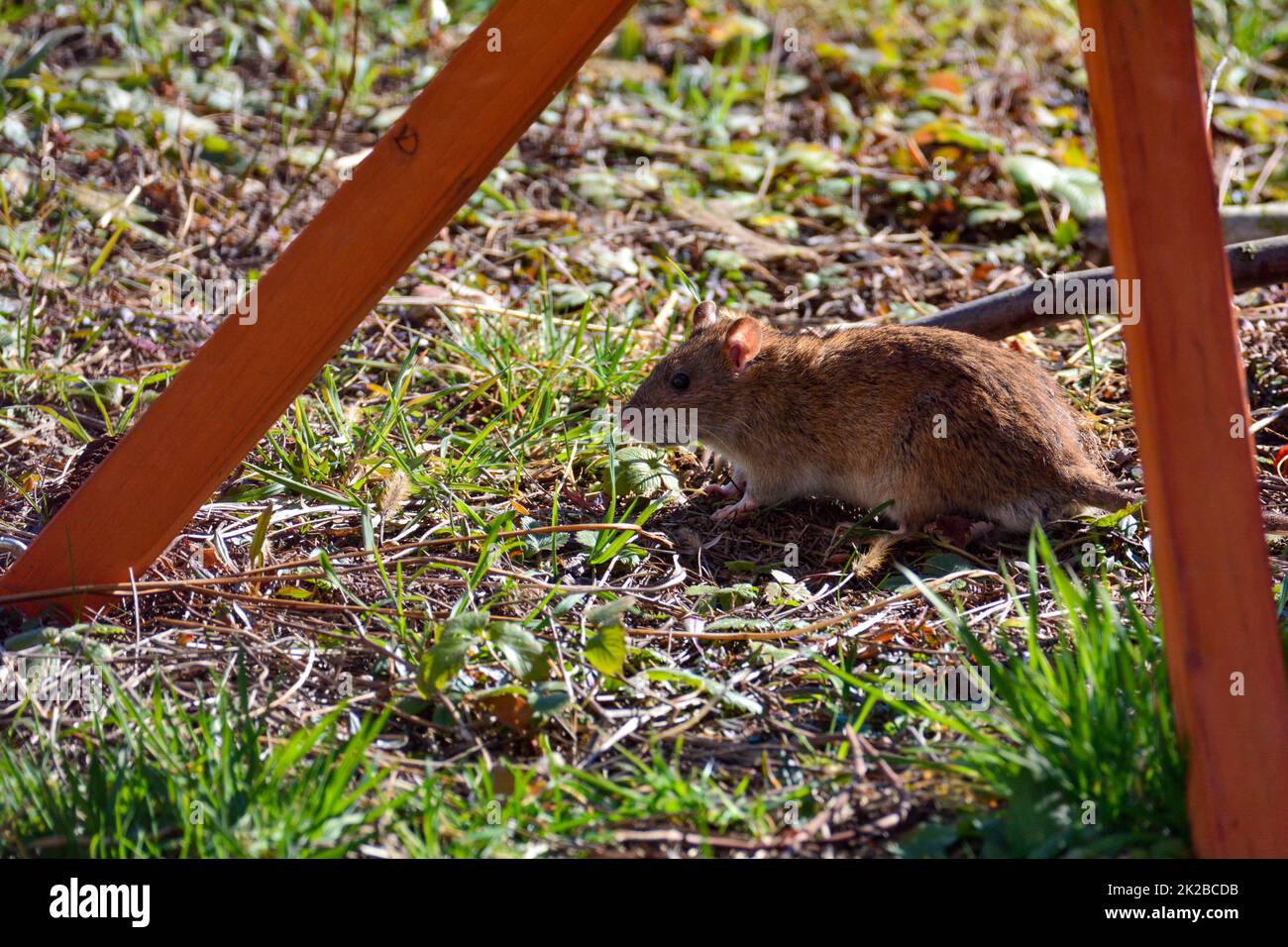 Grass pest hi-res stock photography and images - Alamy