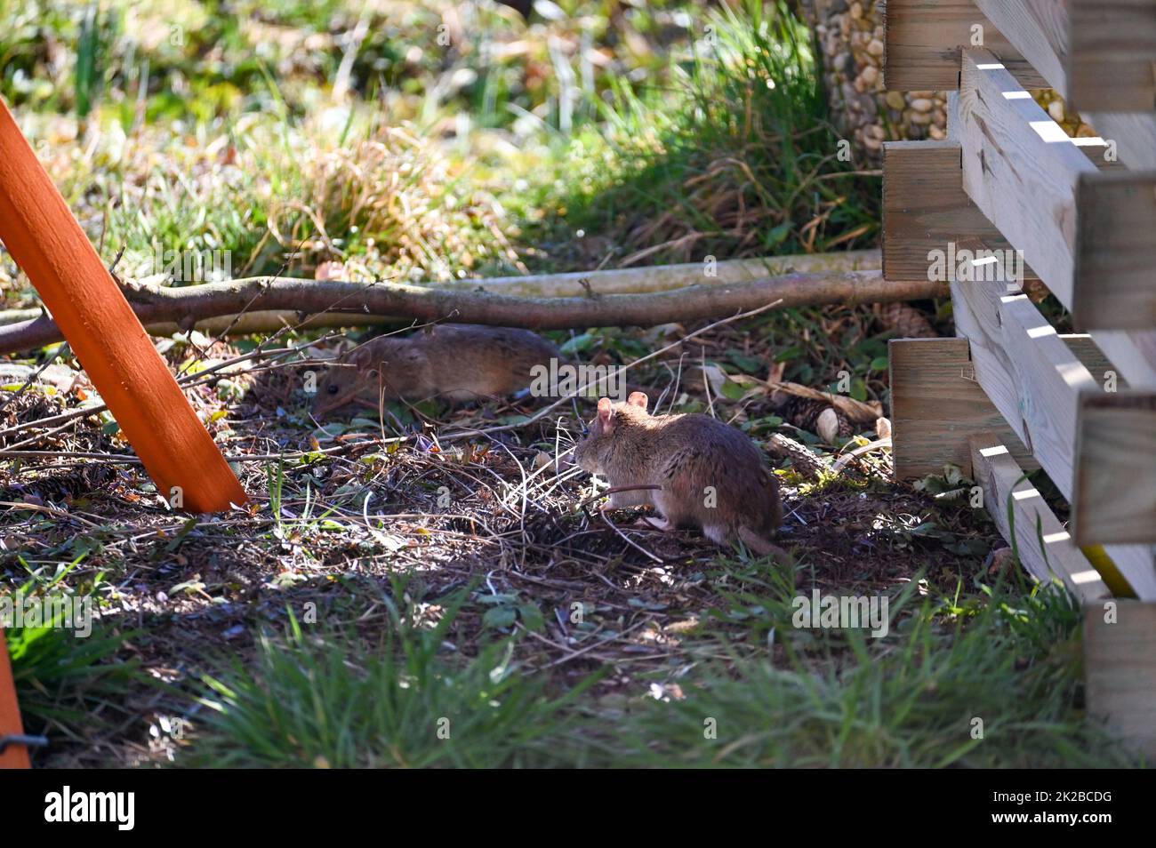 Wild rats next to a composter in the garden Stock Photo - Alamy