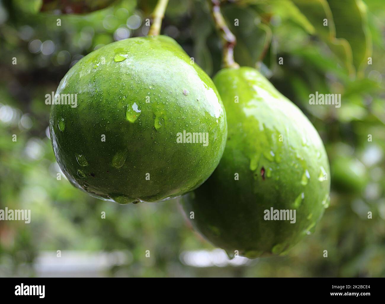 Hanging fruits hi-res stock photography and images - Alamy
