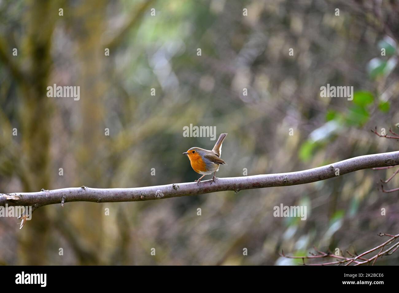 Red orange bird hi-res stock photography and images - Alamy