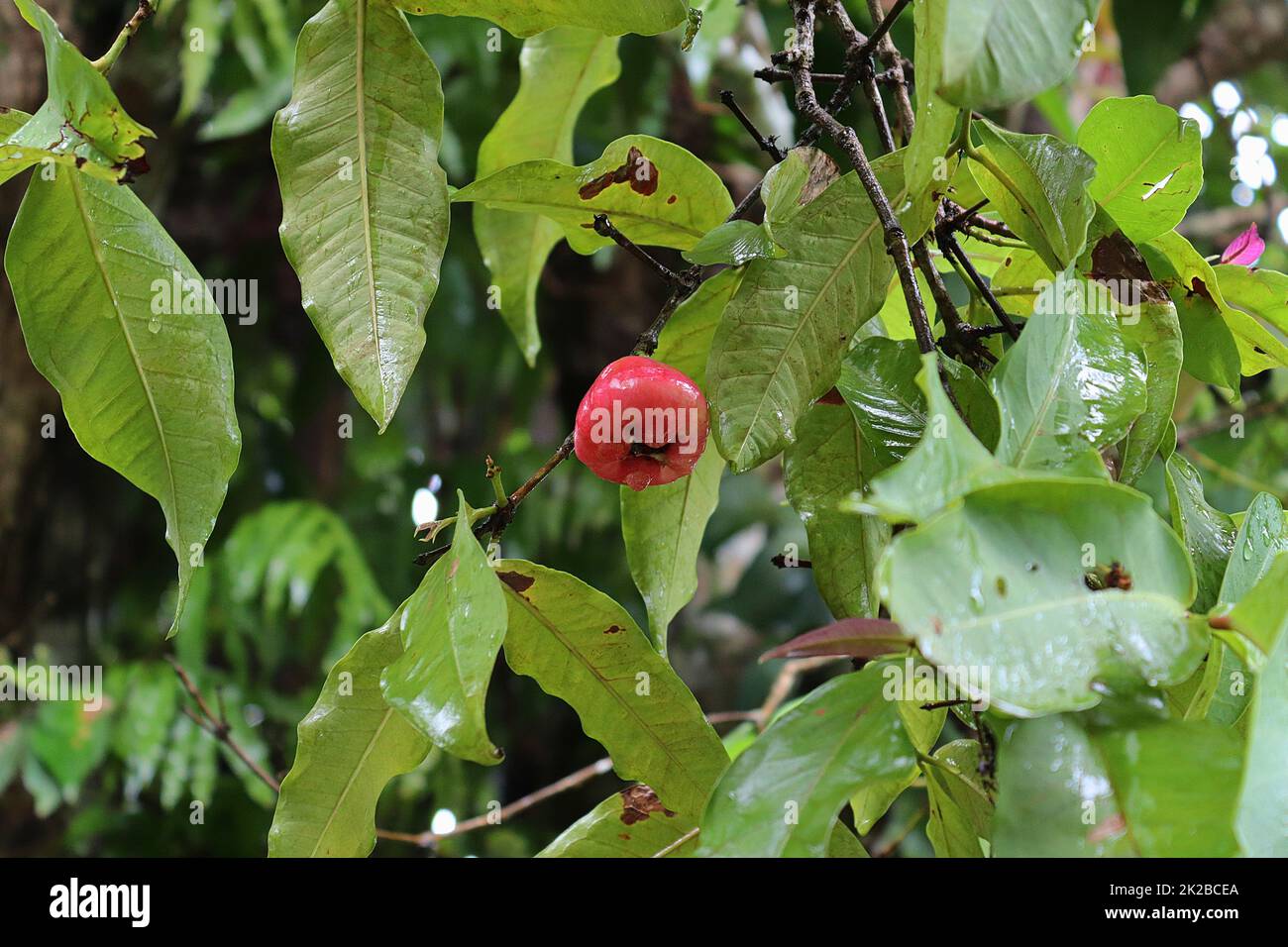 Hanging fruits hi-res stock photography and images - Alamy