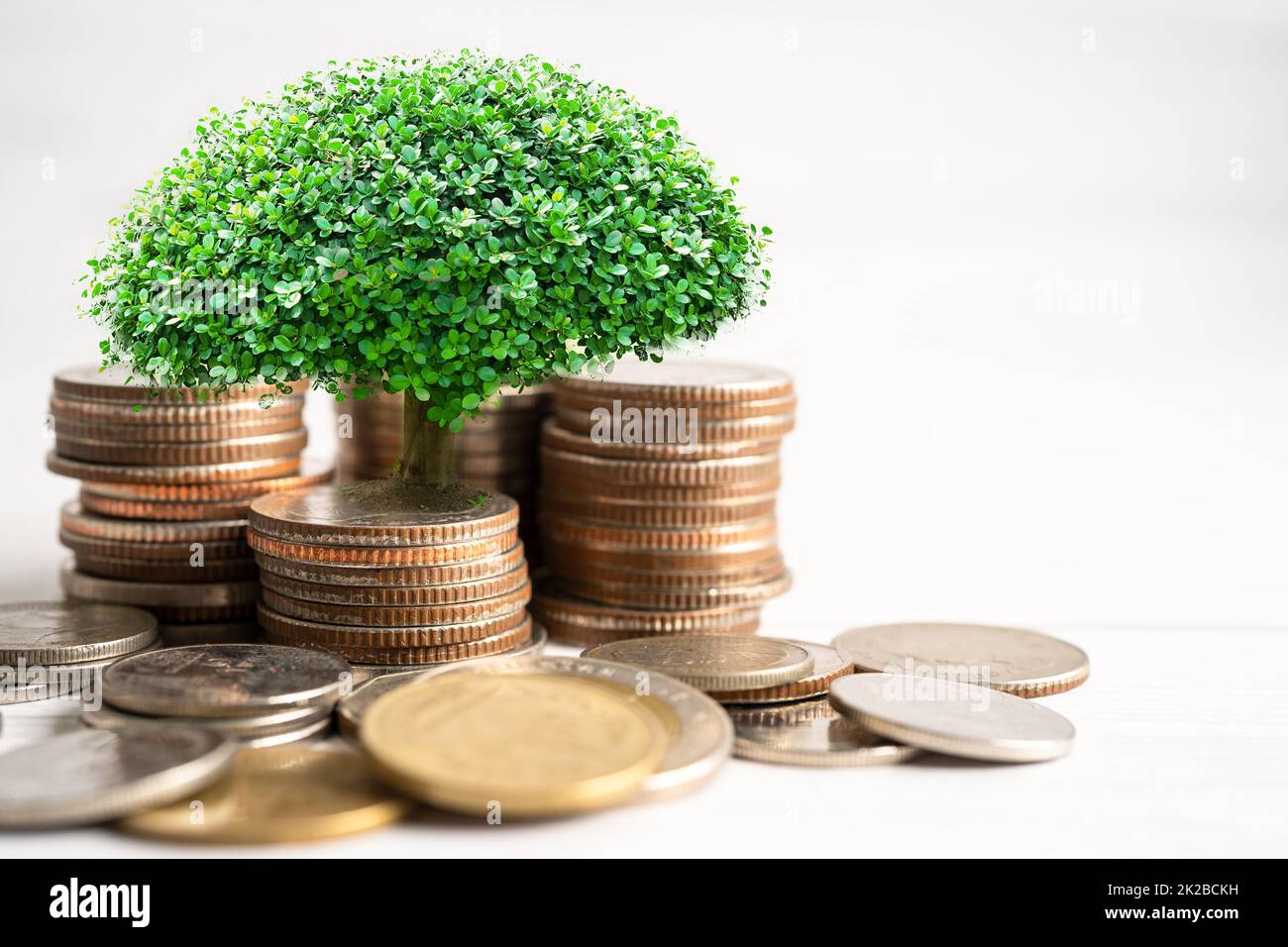 Tree plumule leaf on save money coins, Business finance saving banking ...