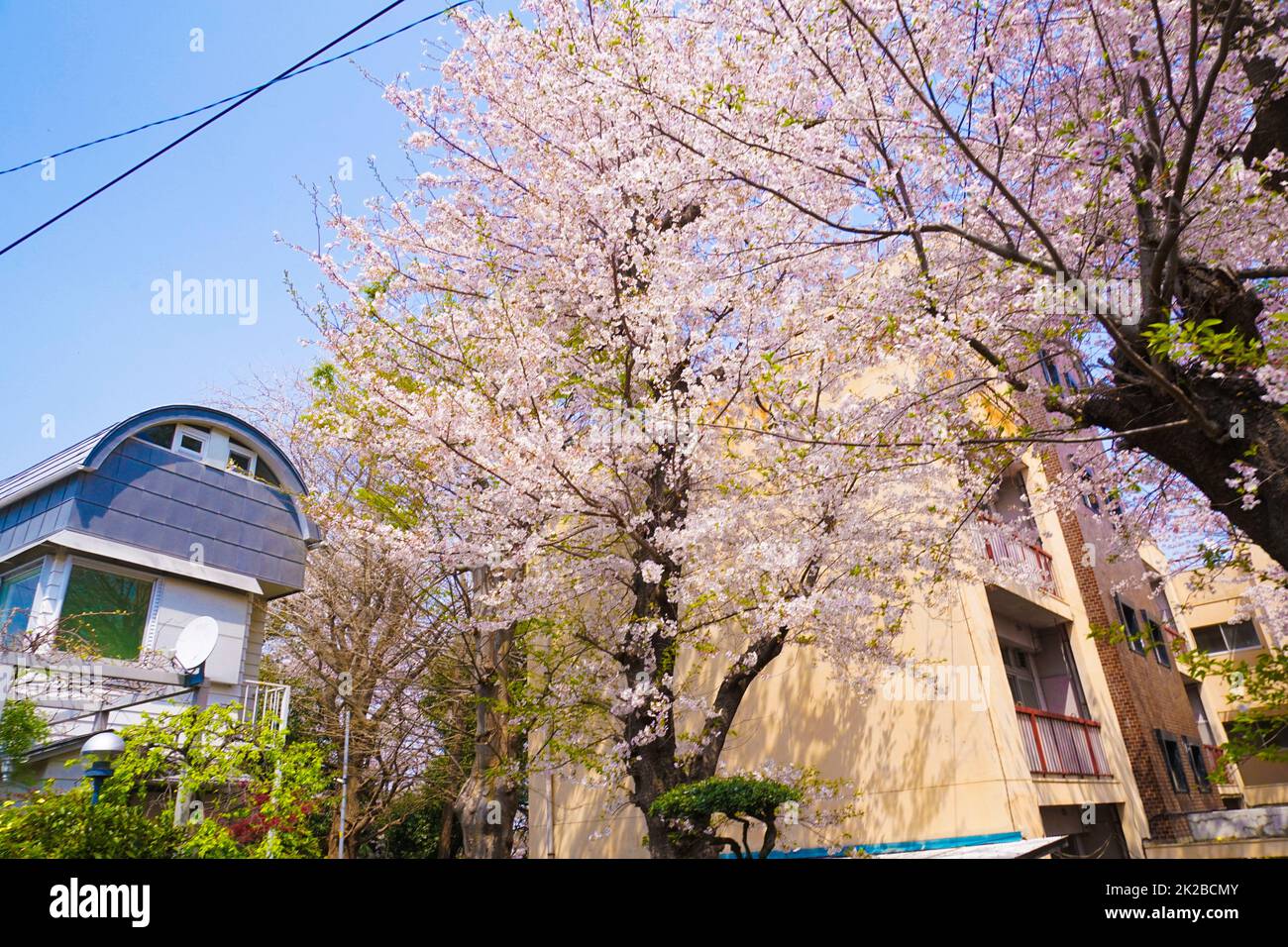 Tree with cherry blossoms hi-res stock photography and images - Alamy
