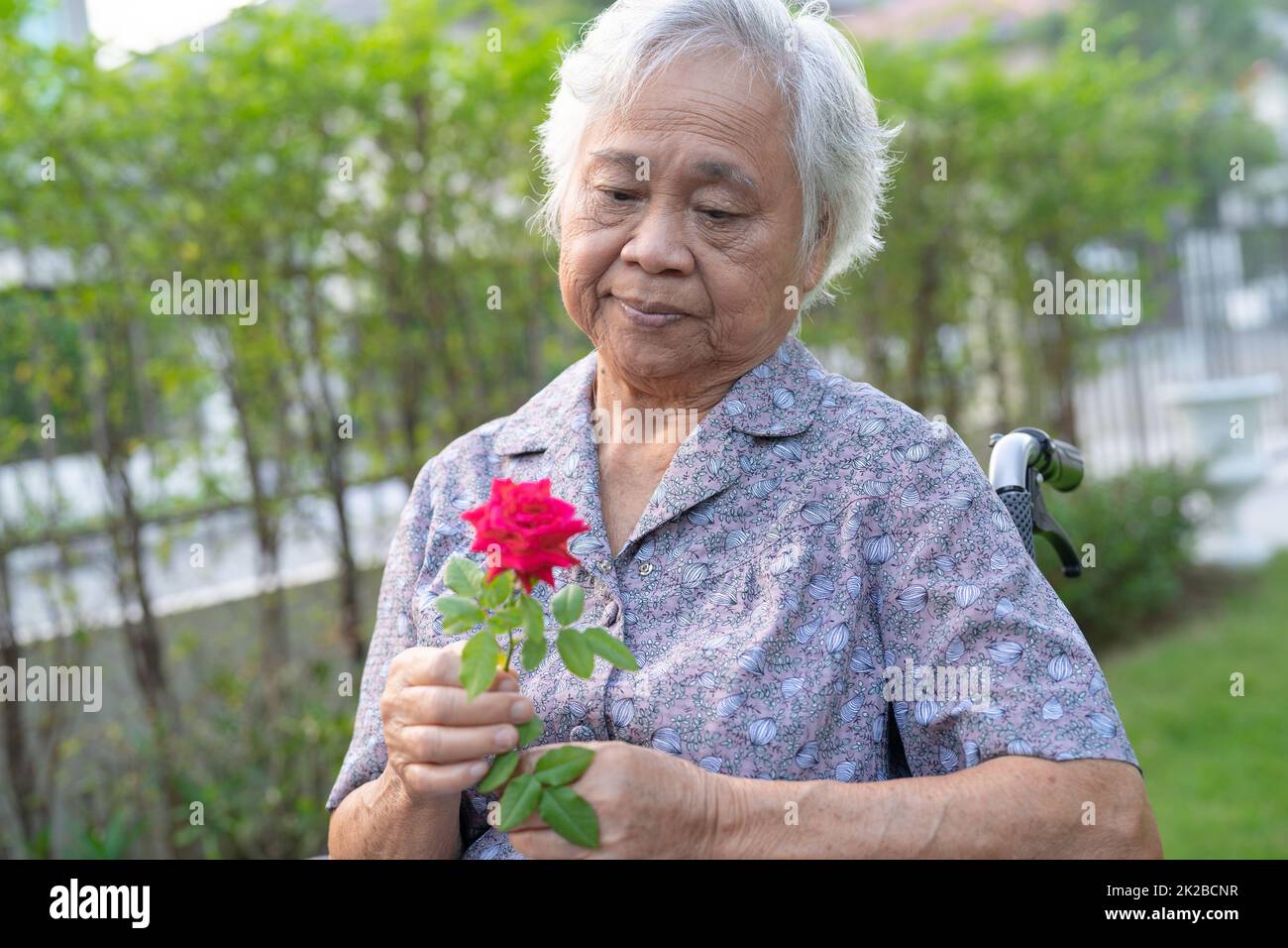Asian senior or elderly old lady woman holding red rose on wheelchair ...