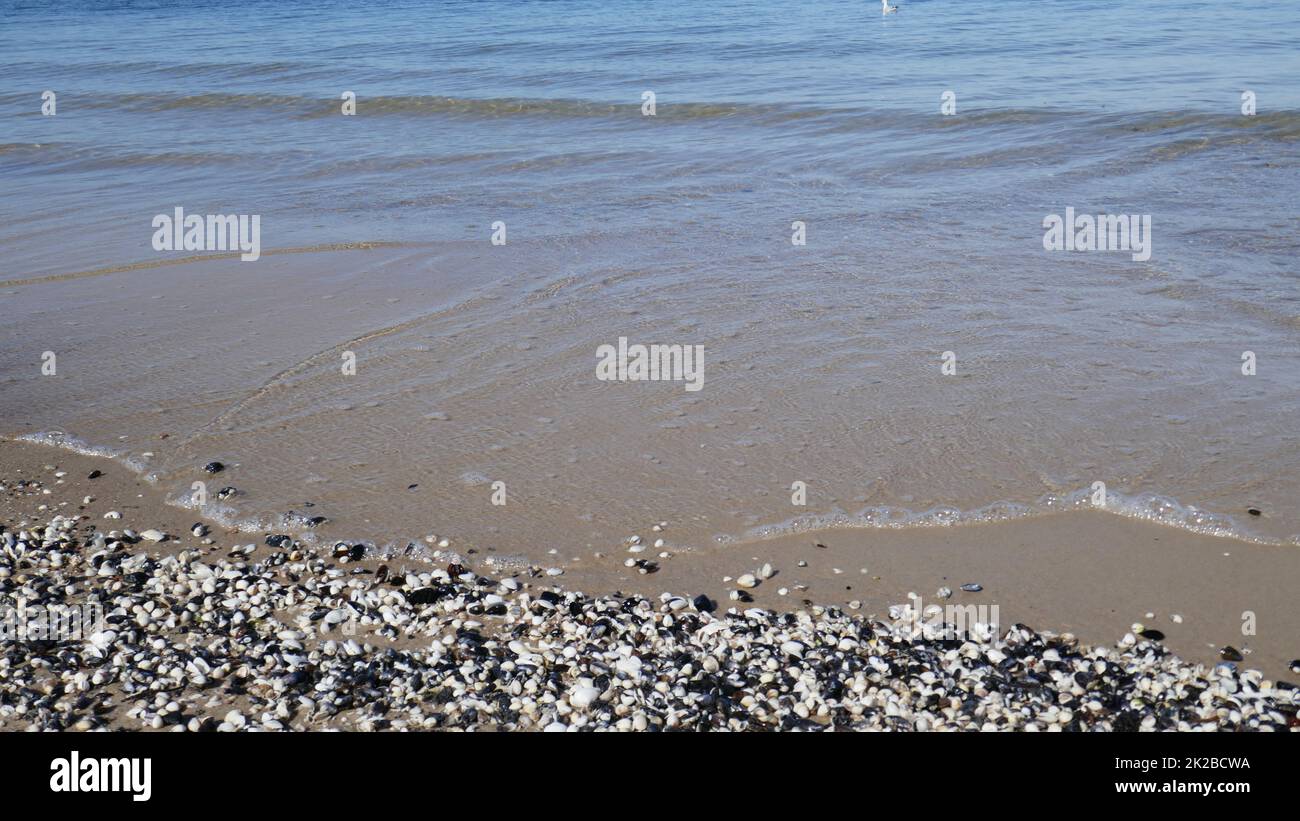 Beach with seashells Stock Photo - Alamy