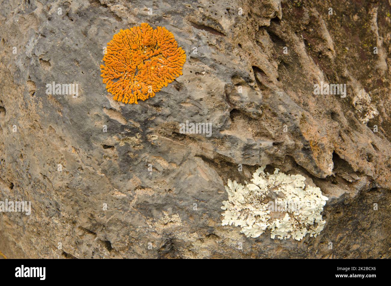Different lichens hi-res stock photography and images - Alamy