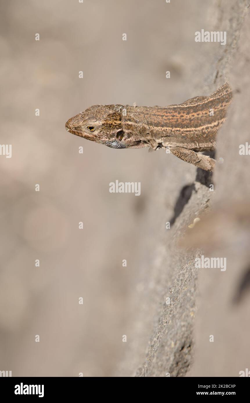 La Palma lizard Gallotia galloti palmae Stock Photo - Alamy