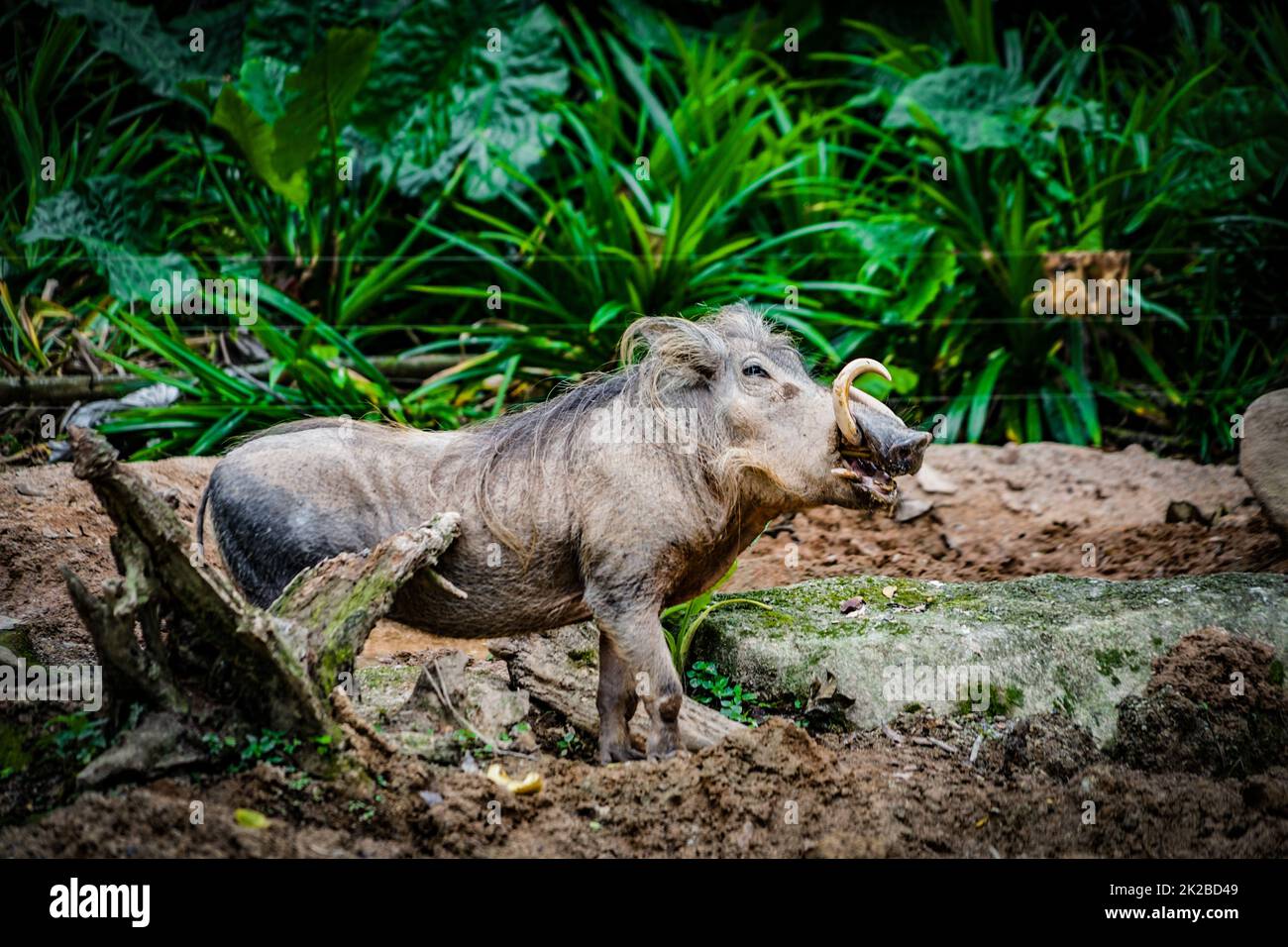 Cape warts wild boar hi-res stock photography and images - Alamy