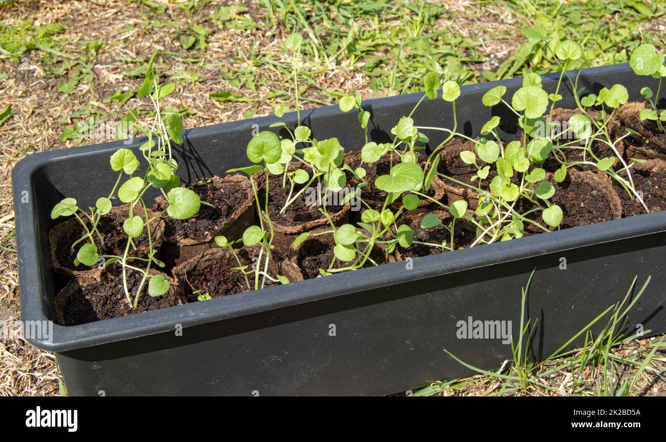 In the backyard, on the grass, there is a plastic tray with peat cups ...