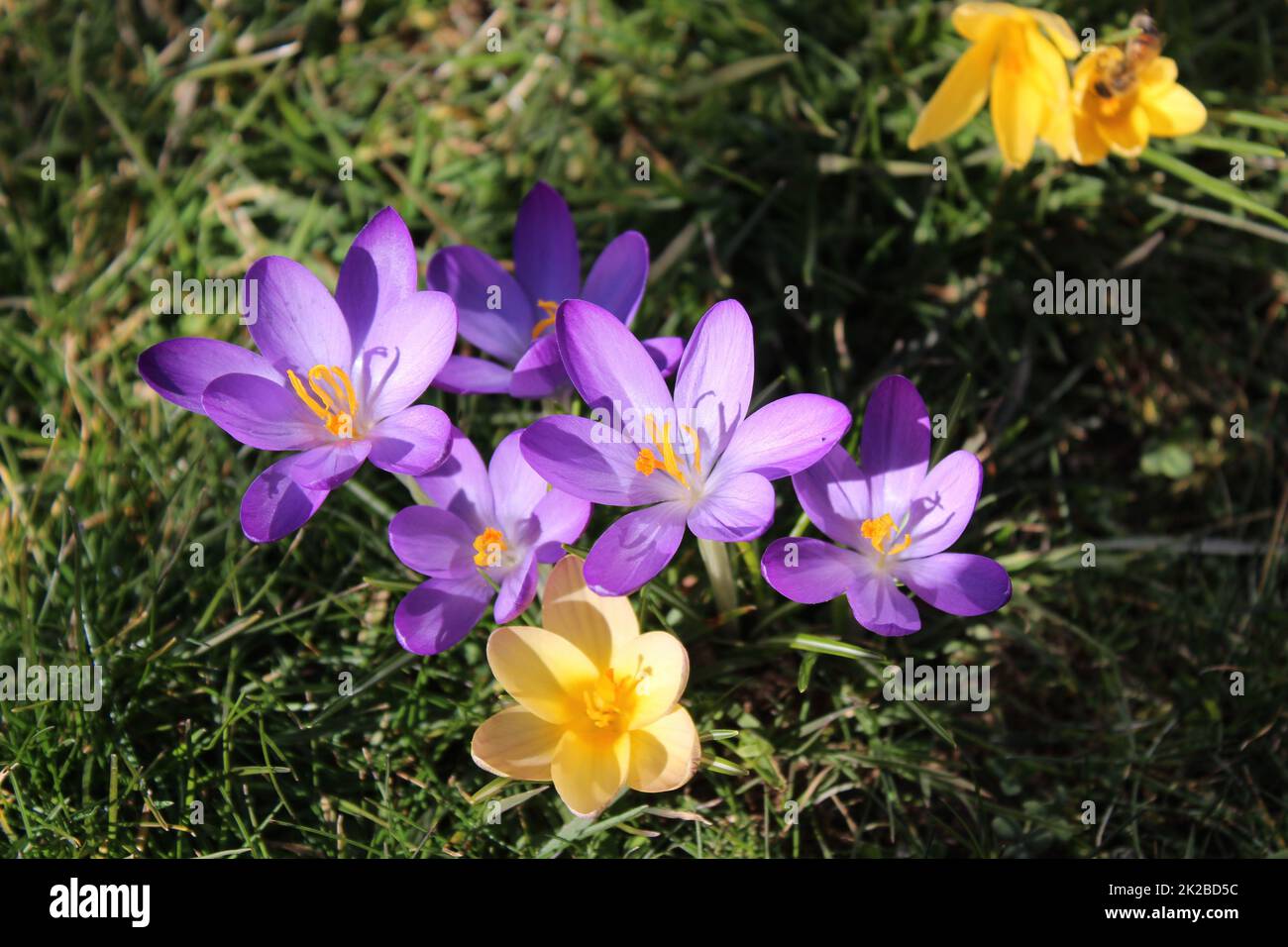 Colourful crocuses hi-res stock photography and images - Alamy