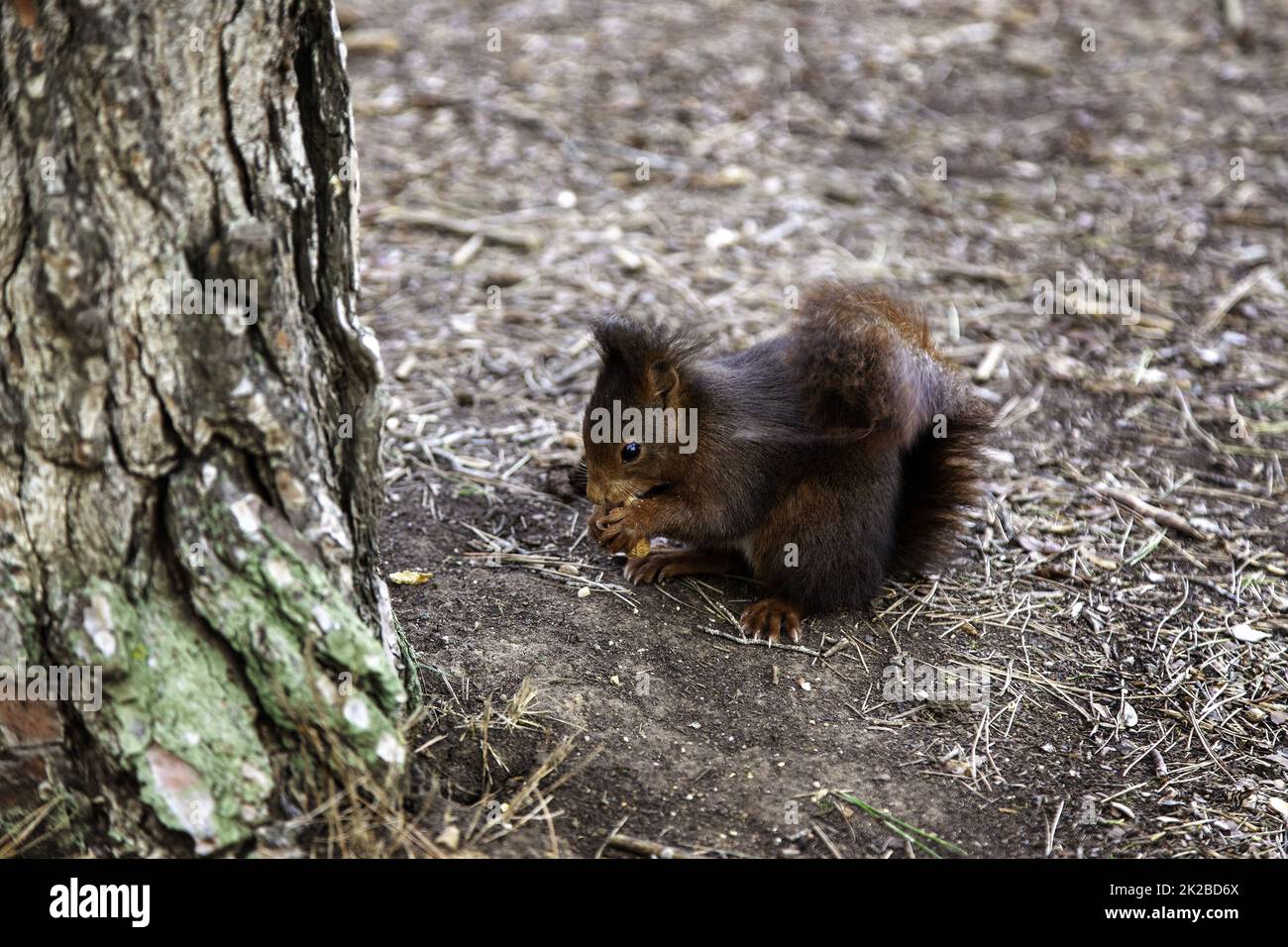 Squirrel in forest animals hi-res stock photography and images - Alamy