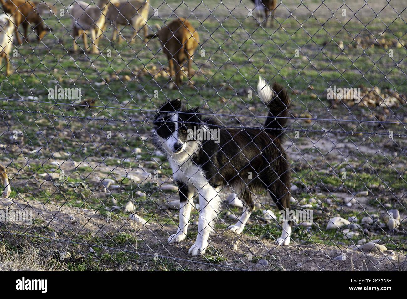 Dog locked in cage Stock Photo - Alamy
