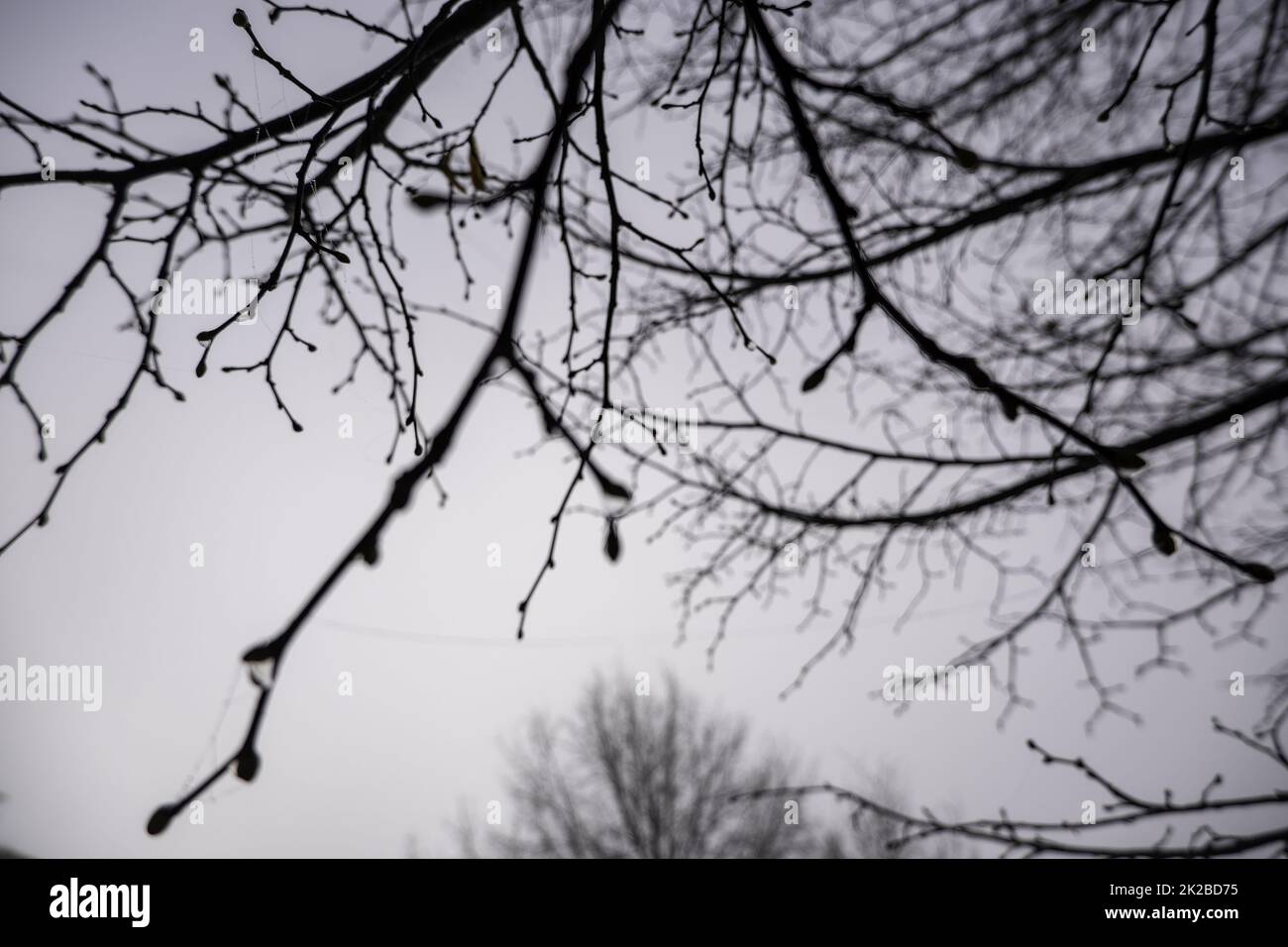 Shadow tree branches Stock Photo - Alamy