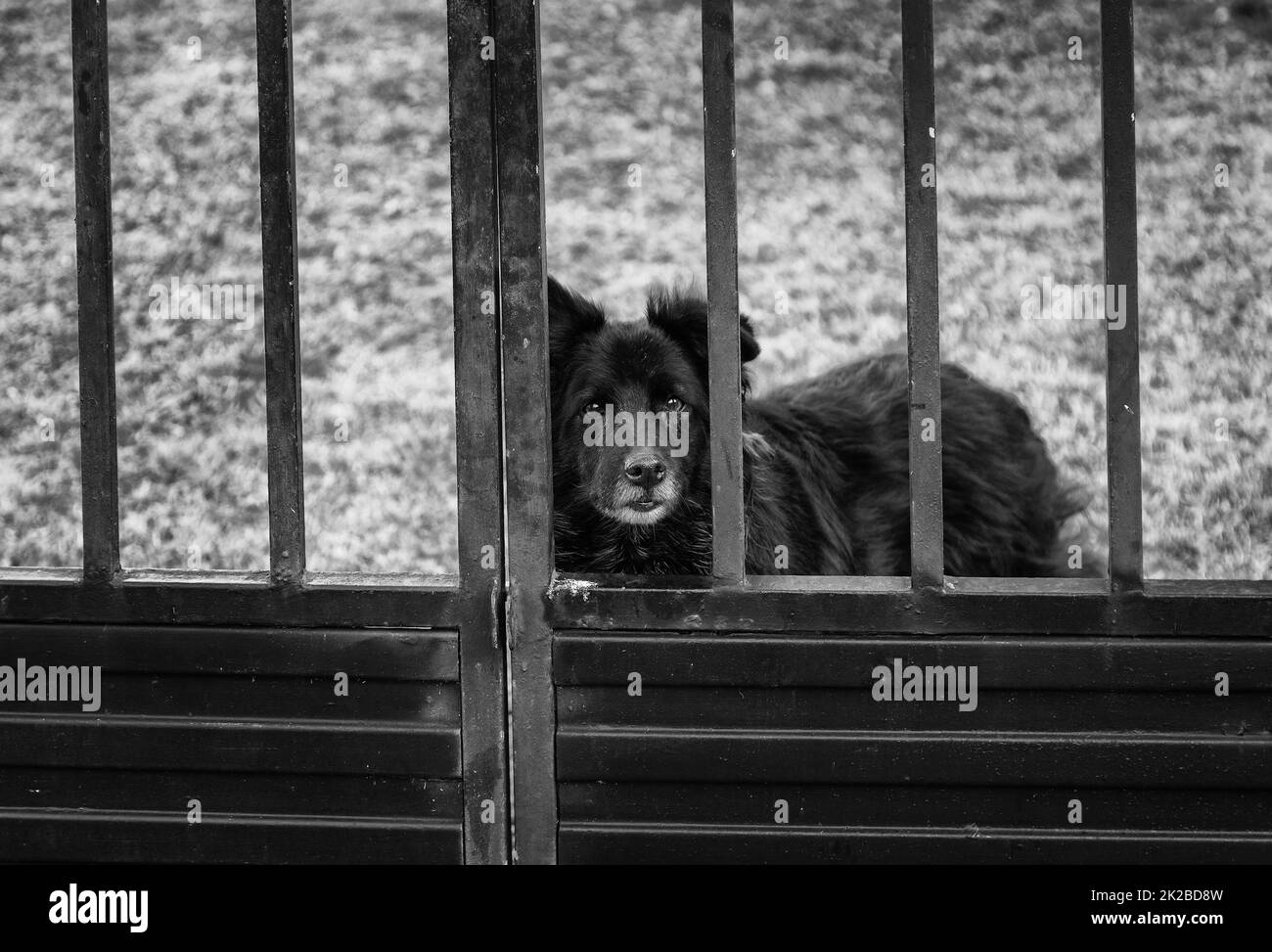 Dog locked in cage Stock Photo - Alamy