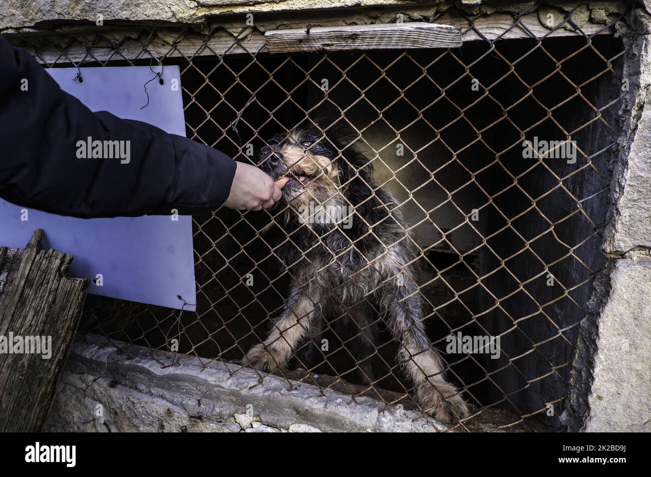 Dog locked in cage Stock Photo - Alamy