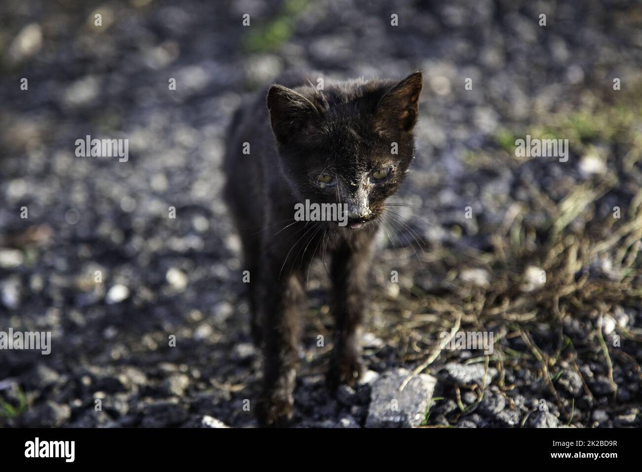 Street abandoned cats Stock Photo - Alamy