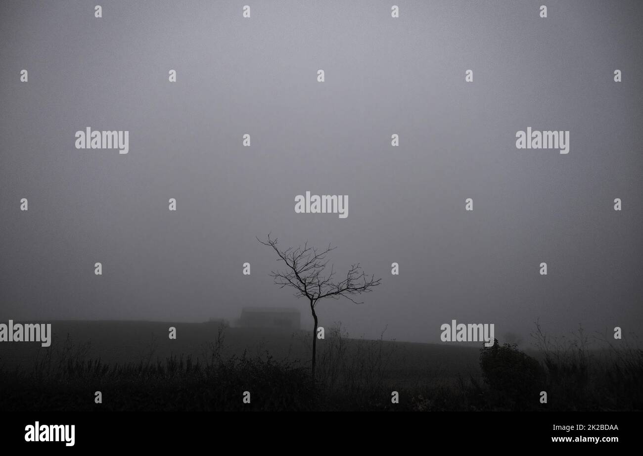 Tetric tree in landscape Stock Photo - Alamy