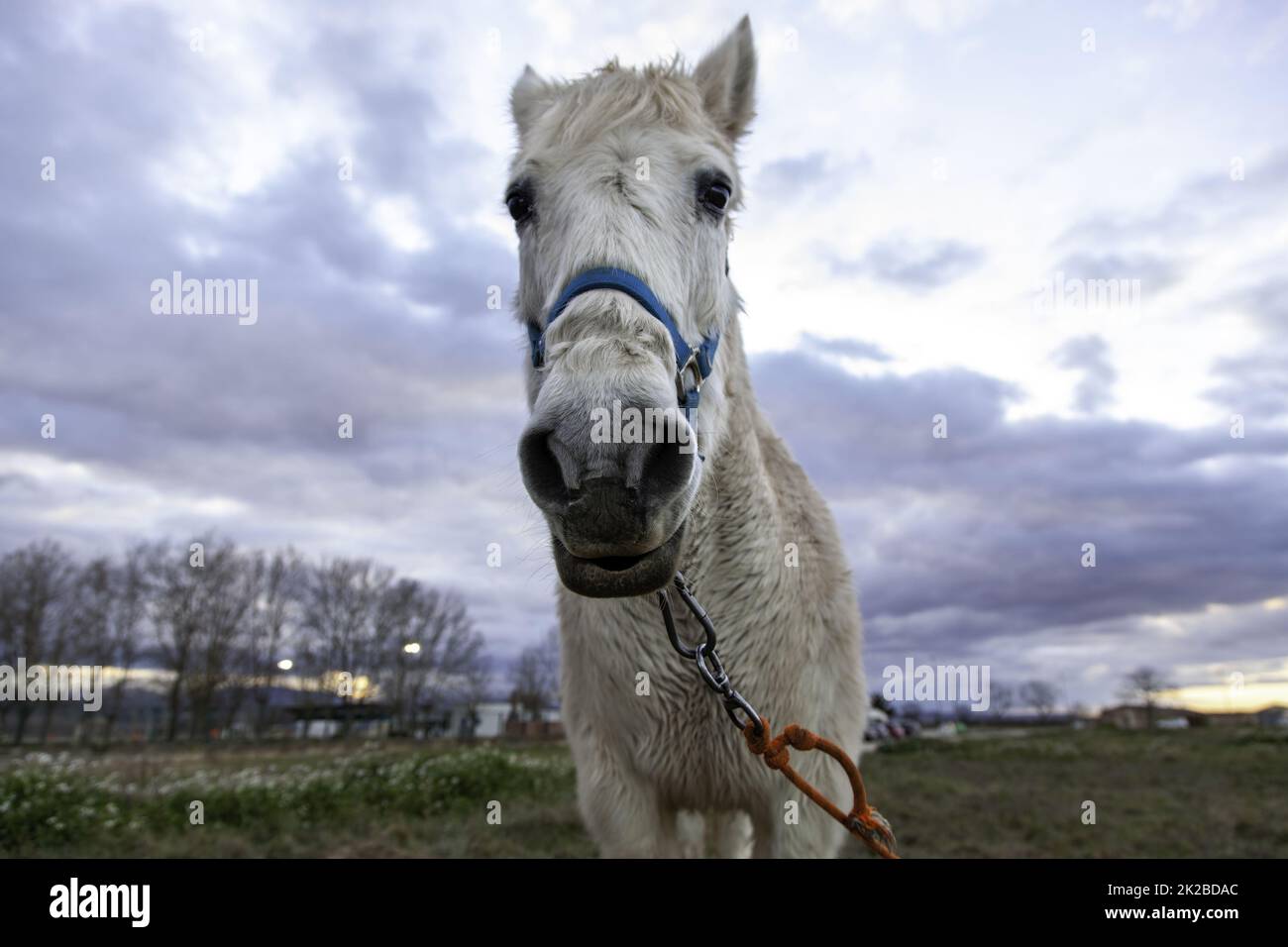 horses in stable Stock Photo - Alamy