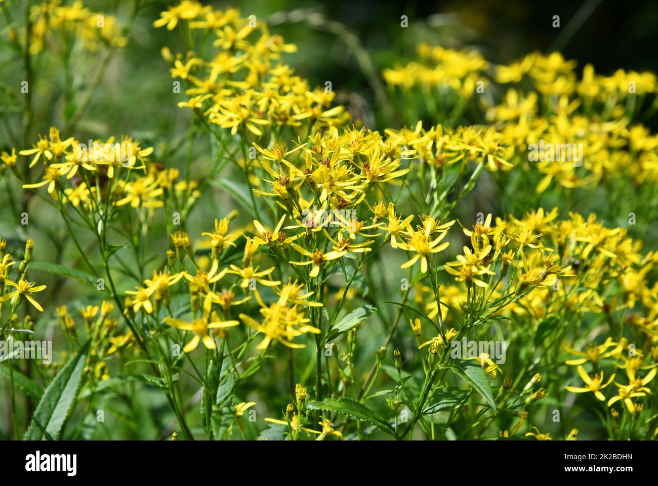 blooming Senecio ovatus at the edge of the forest Stock Photo - Alamy