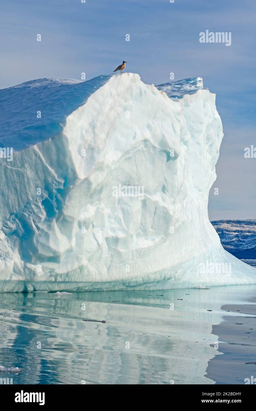 Floating ice seagull hi-res stock photography and images - Alamy