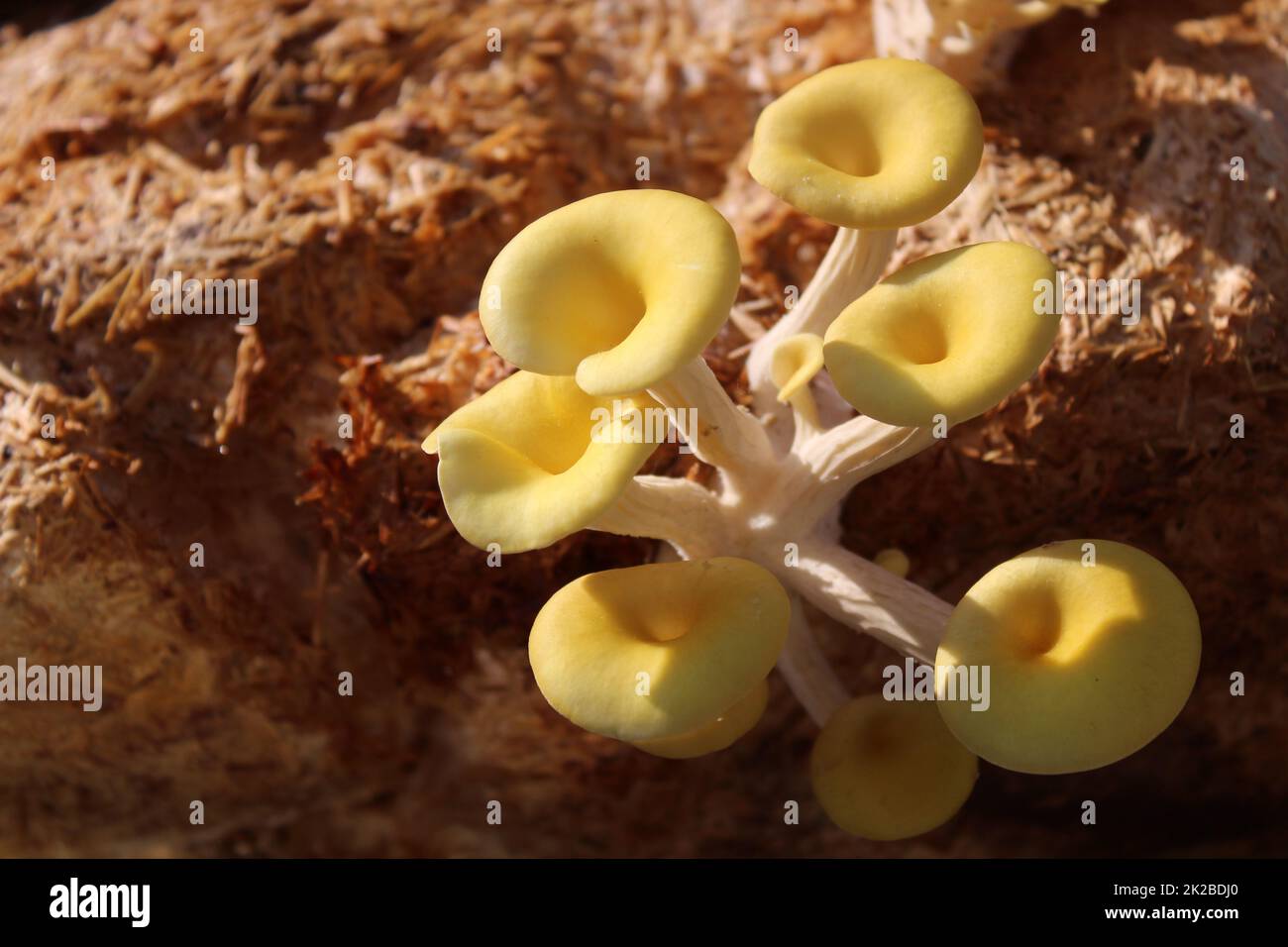 yellow boletus on a mushroom substrate Stock Photo - Alamy