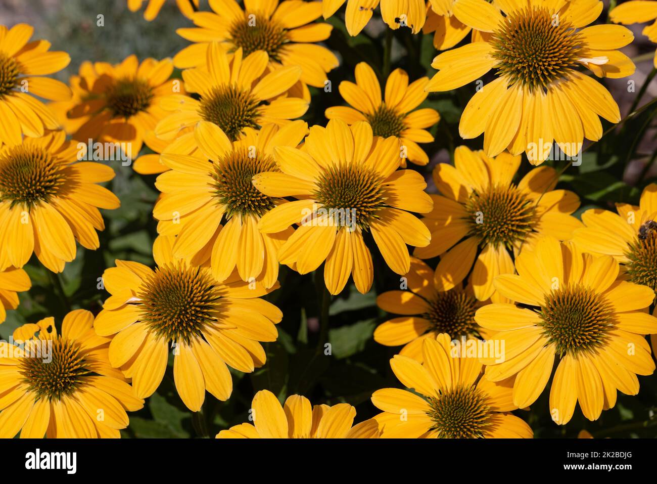 Rudbekia Yellow Daisy flowers in ornamental garden Stock Photo - Alamy