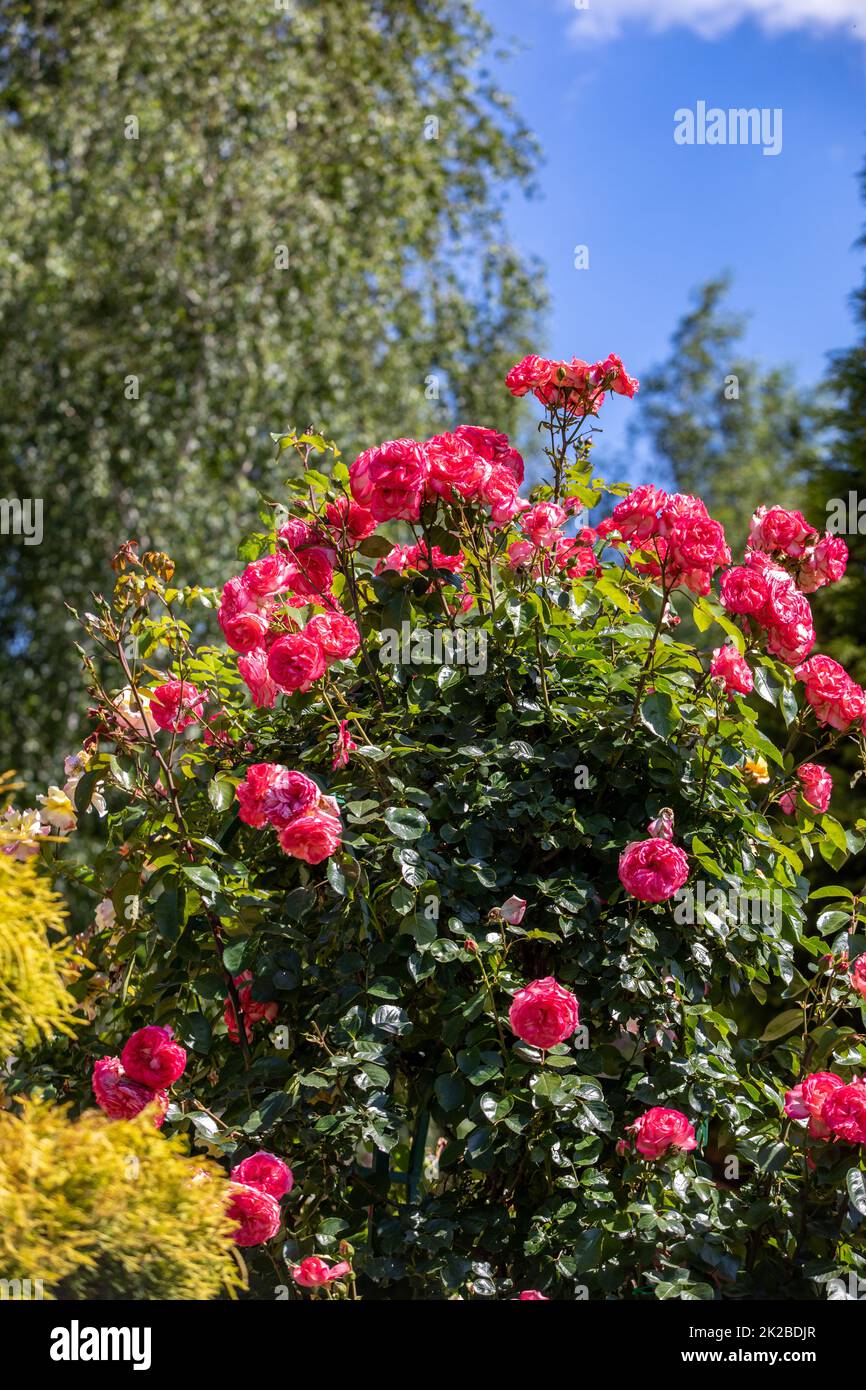 Red Roses on the Branch in the Garden Stock Photo - Alamy