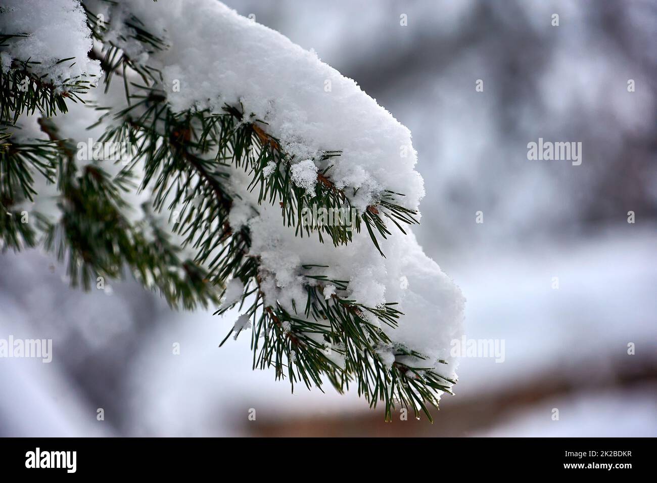 Spruce branch covered with snow in the forest in winter Stock Photo - Alamy