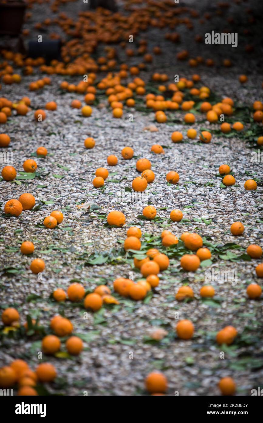 Ground oranges hi-res stock photography and images - Alamy