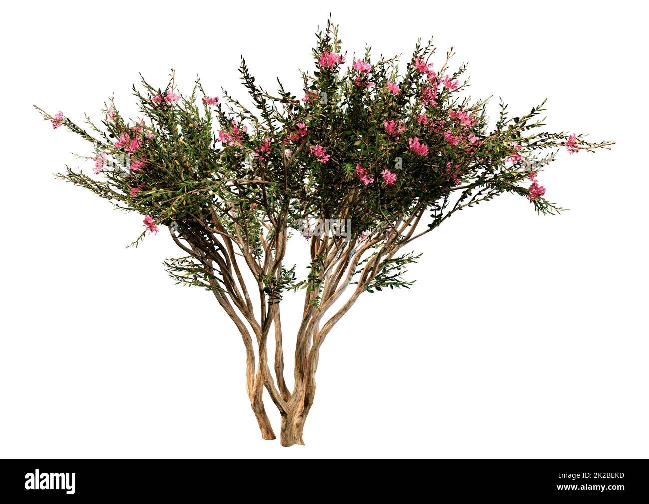 3D Rendering Crape Myrtle Plant on White Stock Photo - Alamy