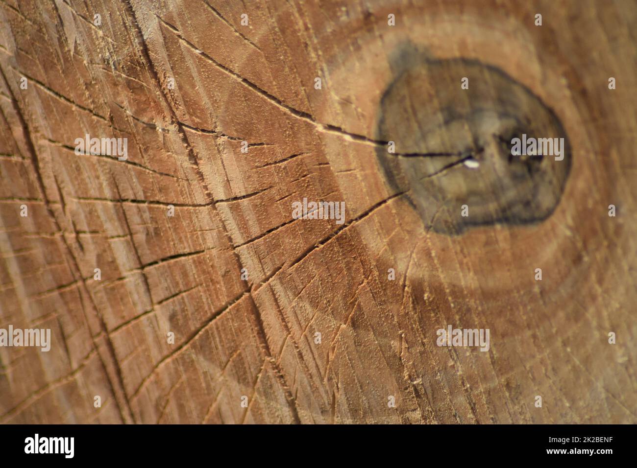The sawn tree and its year rings Stock Photo - Alamy
