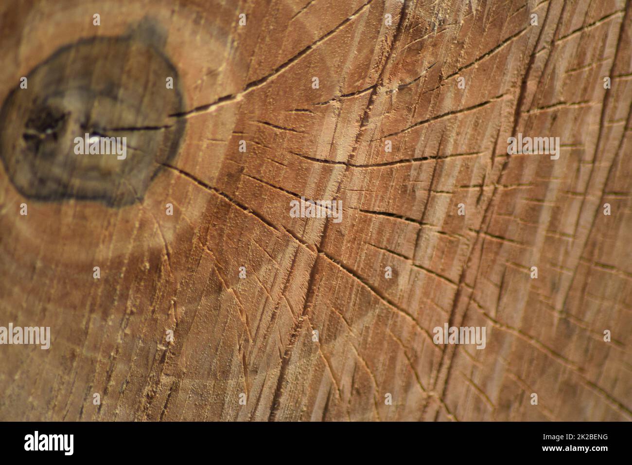 The sawn tree and its year rings Stock Photo - Alamy