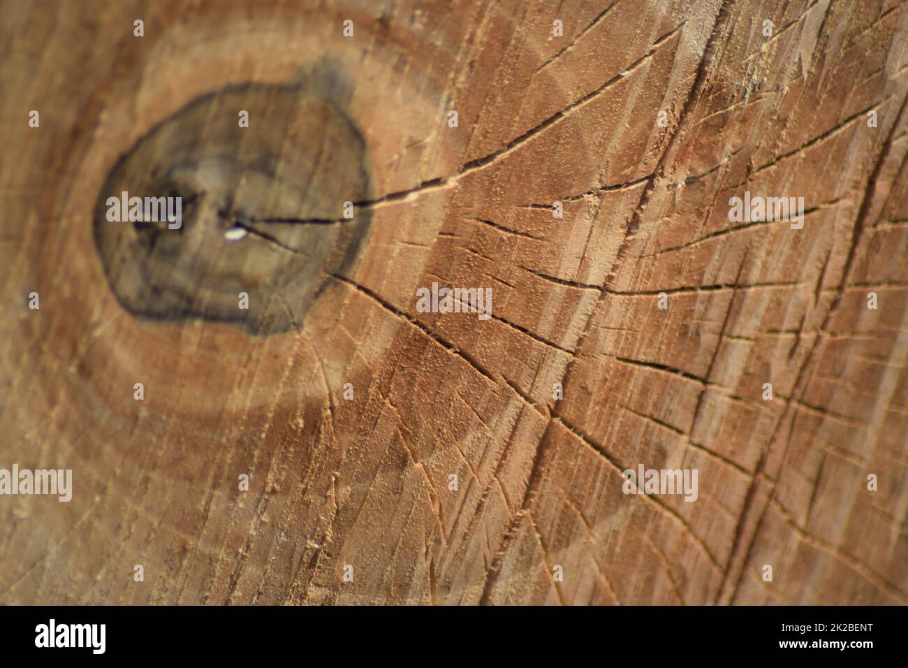 The sawn tree and its year rings Stock Photo - Alamy