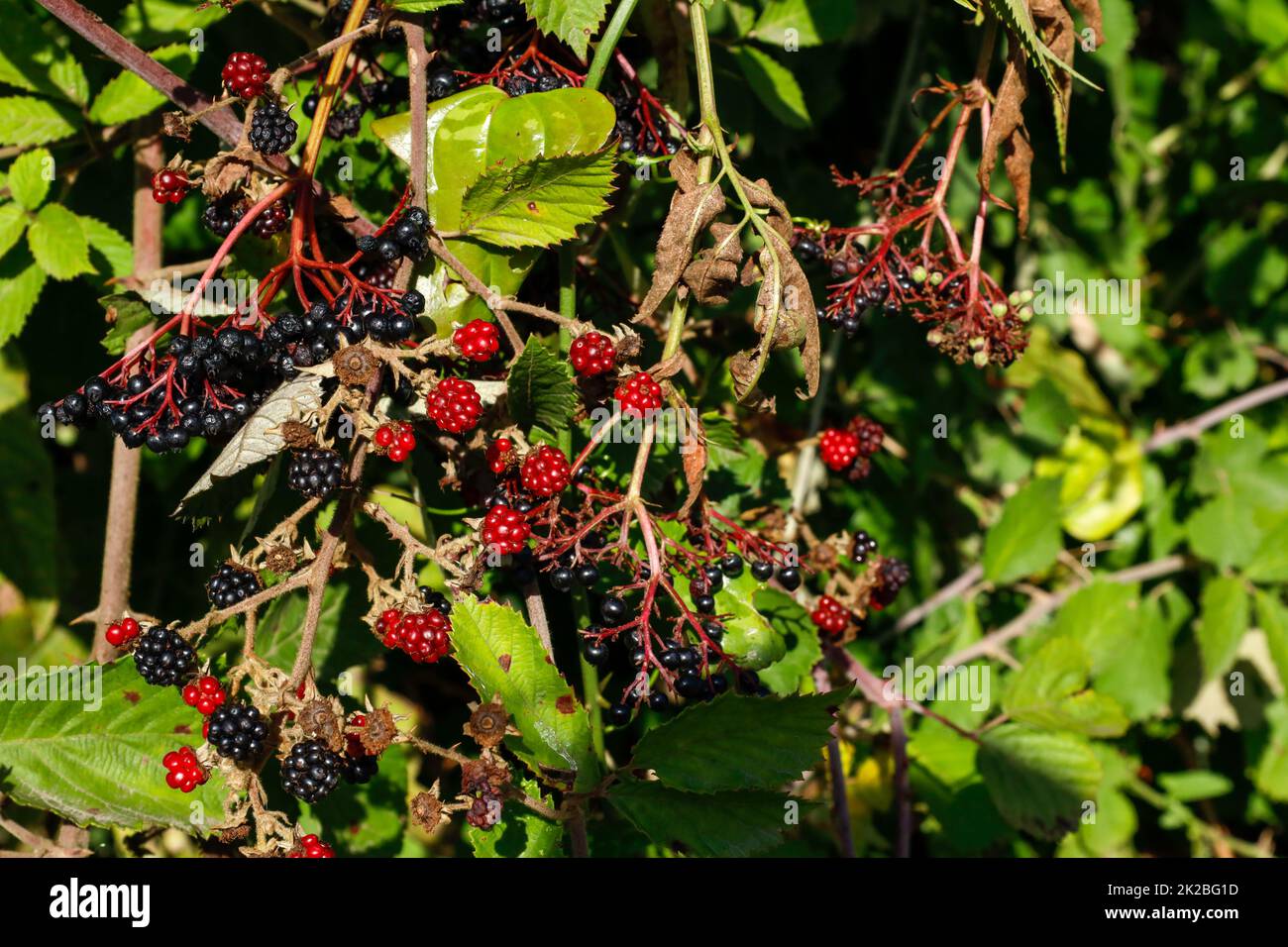Blooming mulberry tree. Black and red mulberries on the branch of tree ...