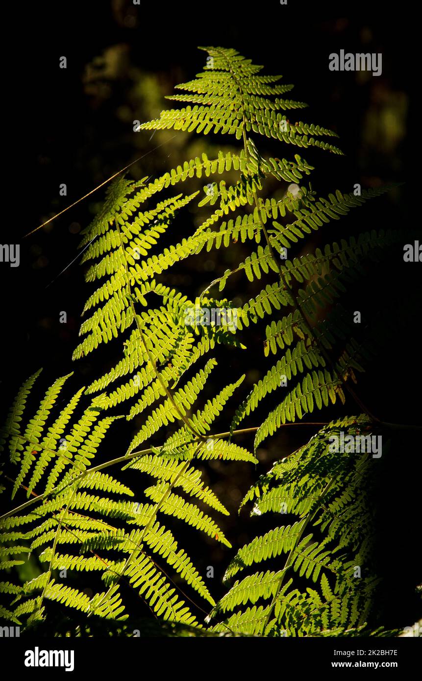 Bracken ferns Pteridium aquilinum in the forest Stock Photo - Alamy