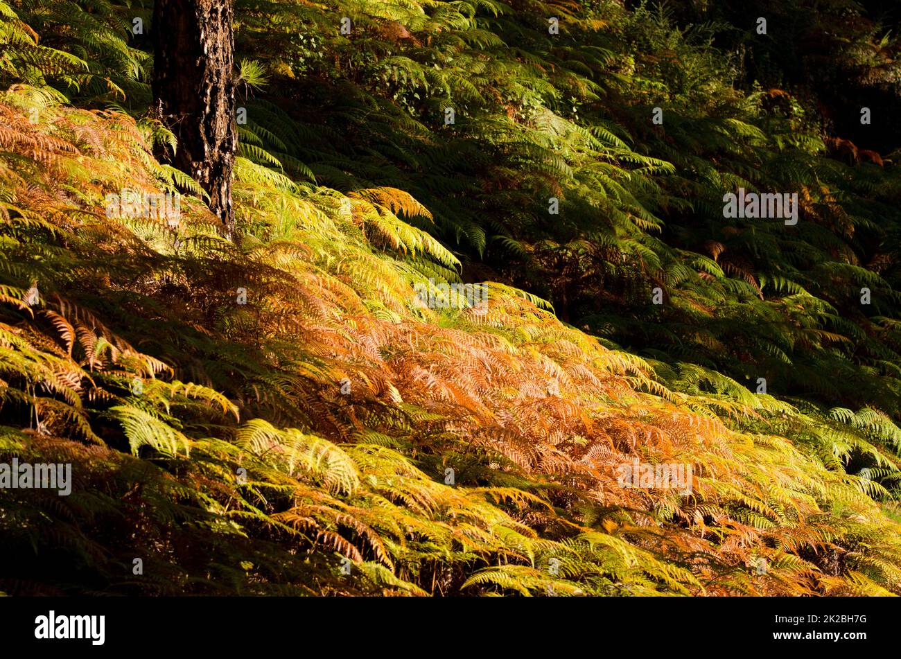 Woodlands undergrowth hi-res stock photography and images - Alamy