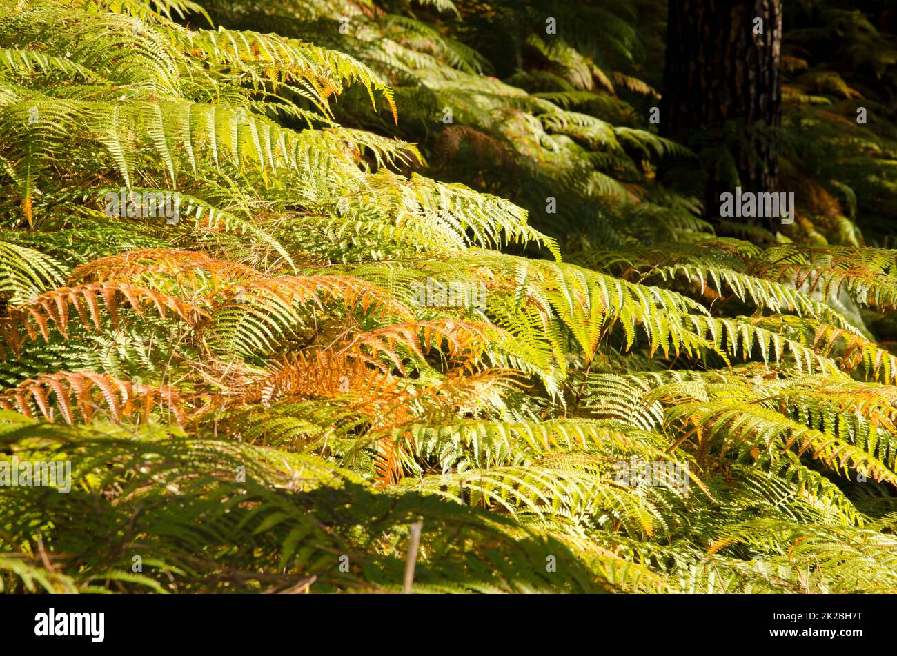 Pines and ferns hi-res stock photography and images - Alamy