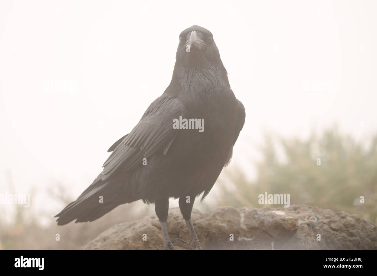 Canary Islands raven in the fog Stock Photo - Alamy