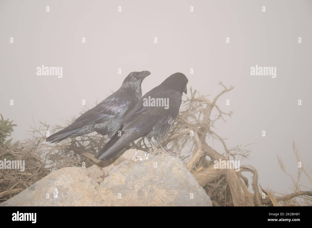Canary Islands ravens Corvus corax canariensis Stock Photo - Alamy