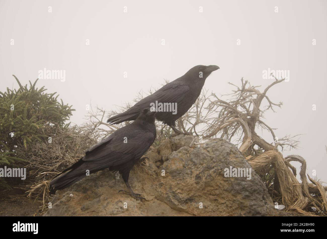 Canary Islands ravens Corvus corax canariensis Stock Photo - Alamy