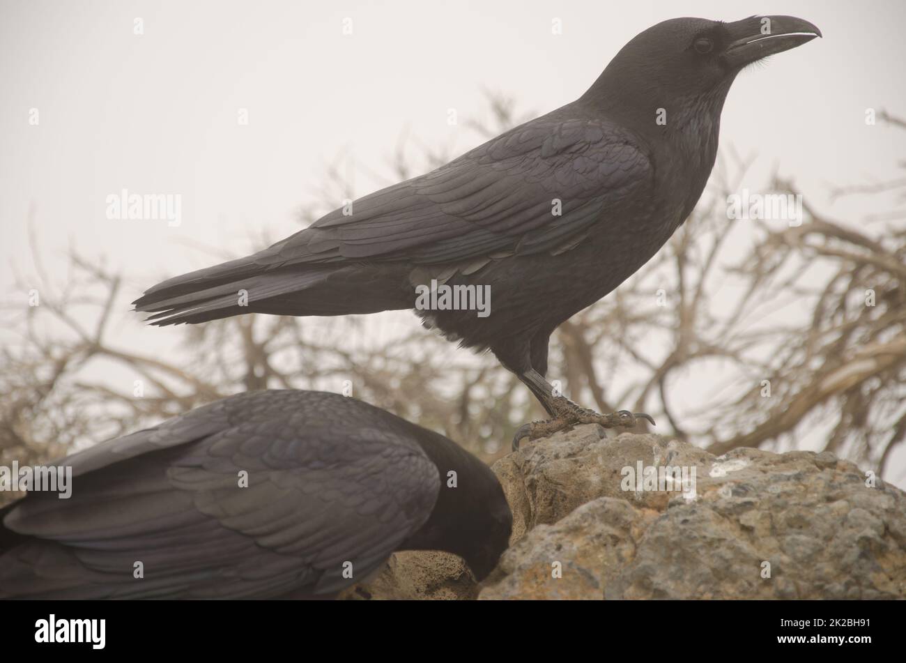 Canary Islands ravens Corvus corax canariensis Stock Photo - Alamy