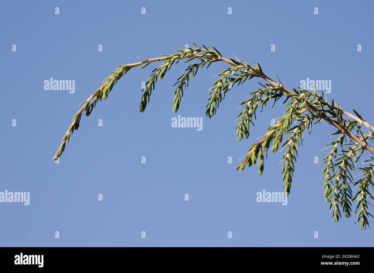 Juniper scrub hi-res stock photography and images - Alamy