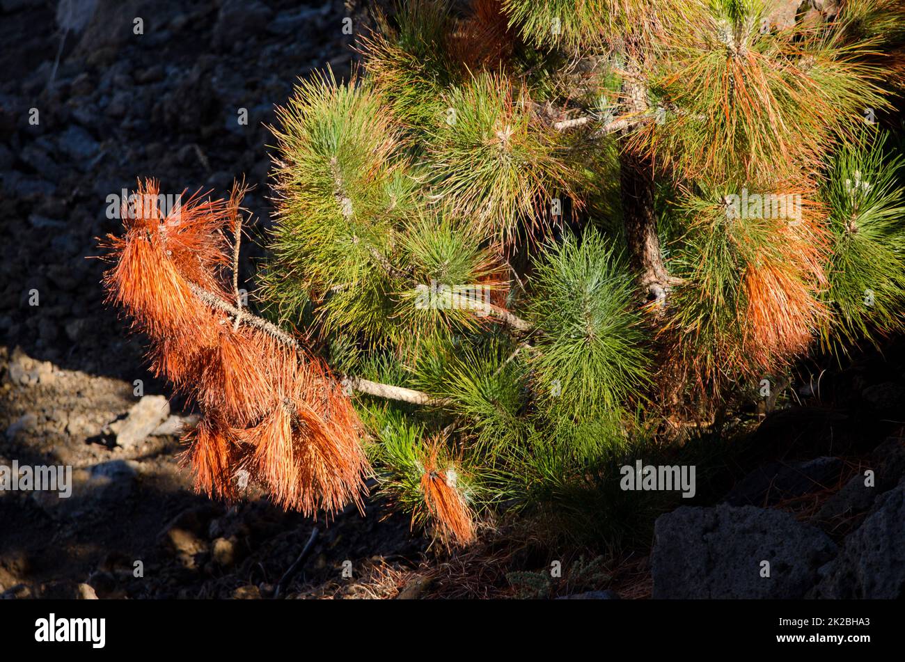 Canary Island pine Pinus canariensis Stock Photo - Alamy